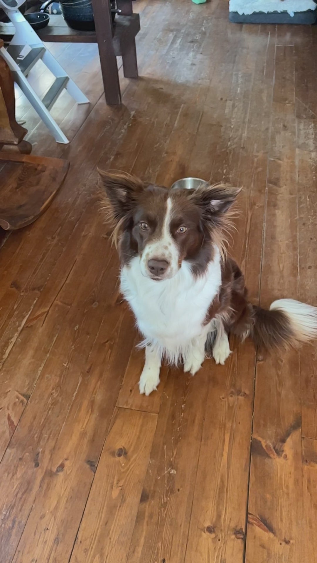 12 Inch Beef Trachea – Bully Bunches